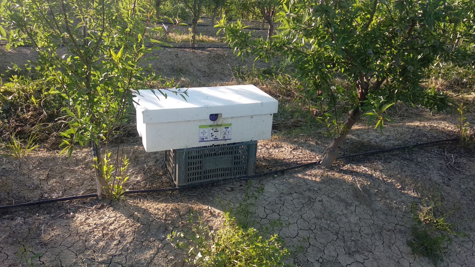 Optimizing almond pollination at challenging time of year - National ...