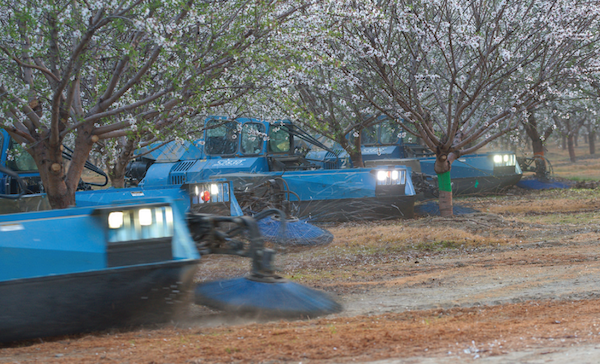 Almond grower the first to earn sustainability certification - National ...
