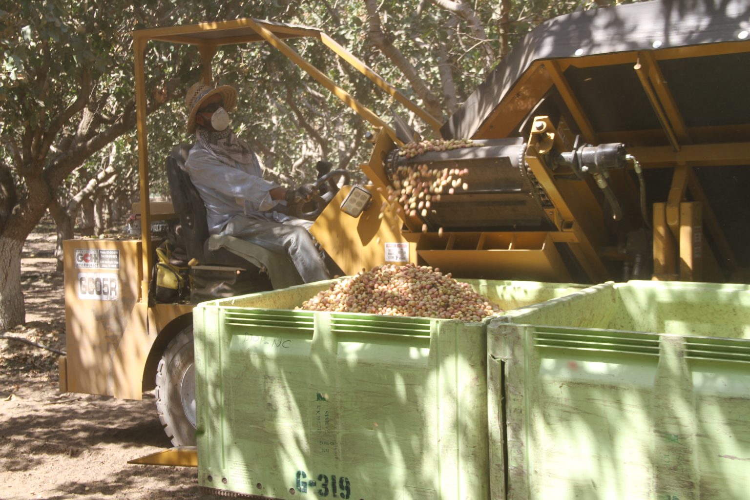 US pistachio production shows record on-year high - National Nut Grower