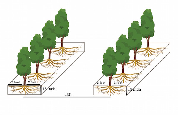 Super high density almond orchards in California - National Nut Grower