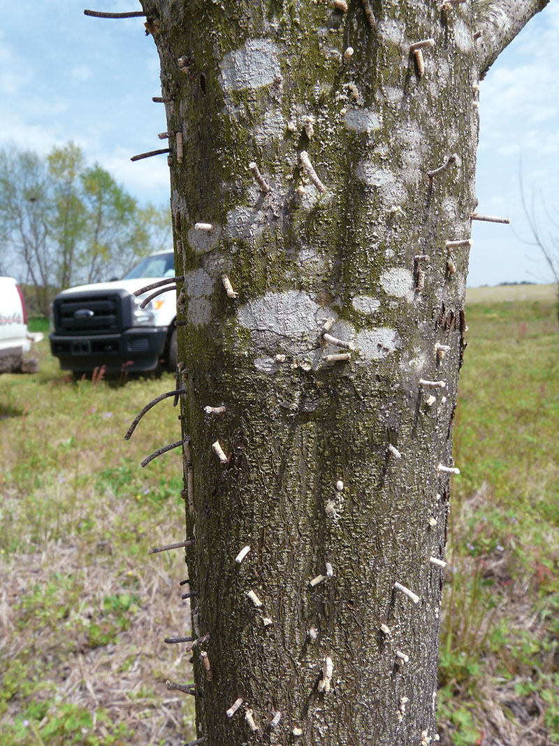 Toothpicks in the trees - National Nut Grower