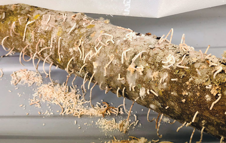 Toothpicks in the trees - National Nut Grower