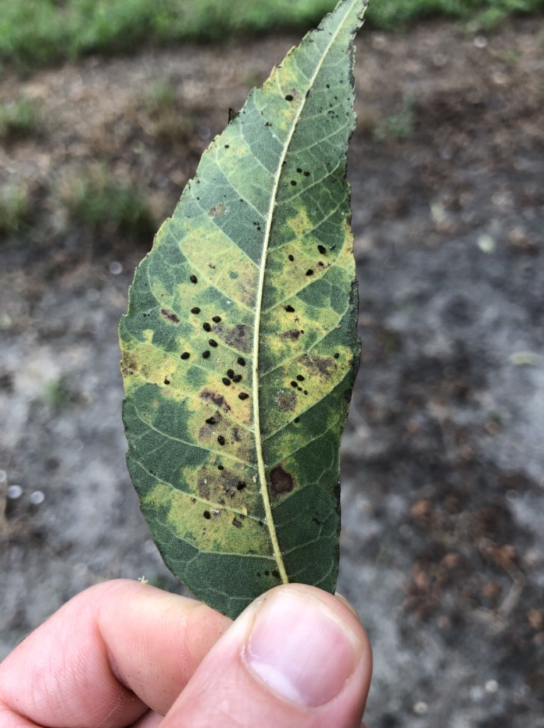 Pecan insects and heat - National Nut Grower