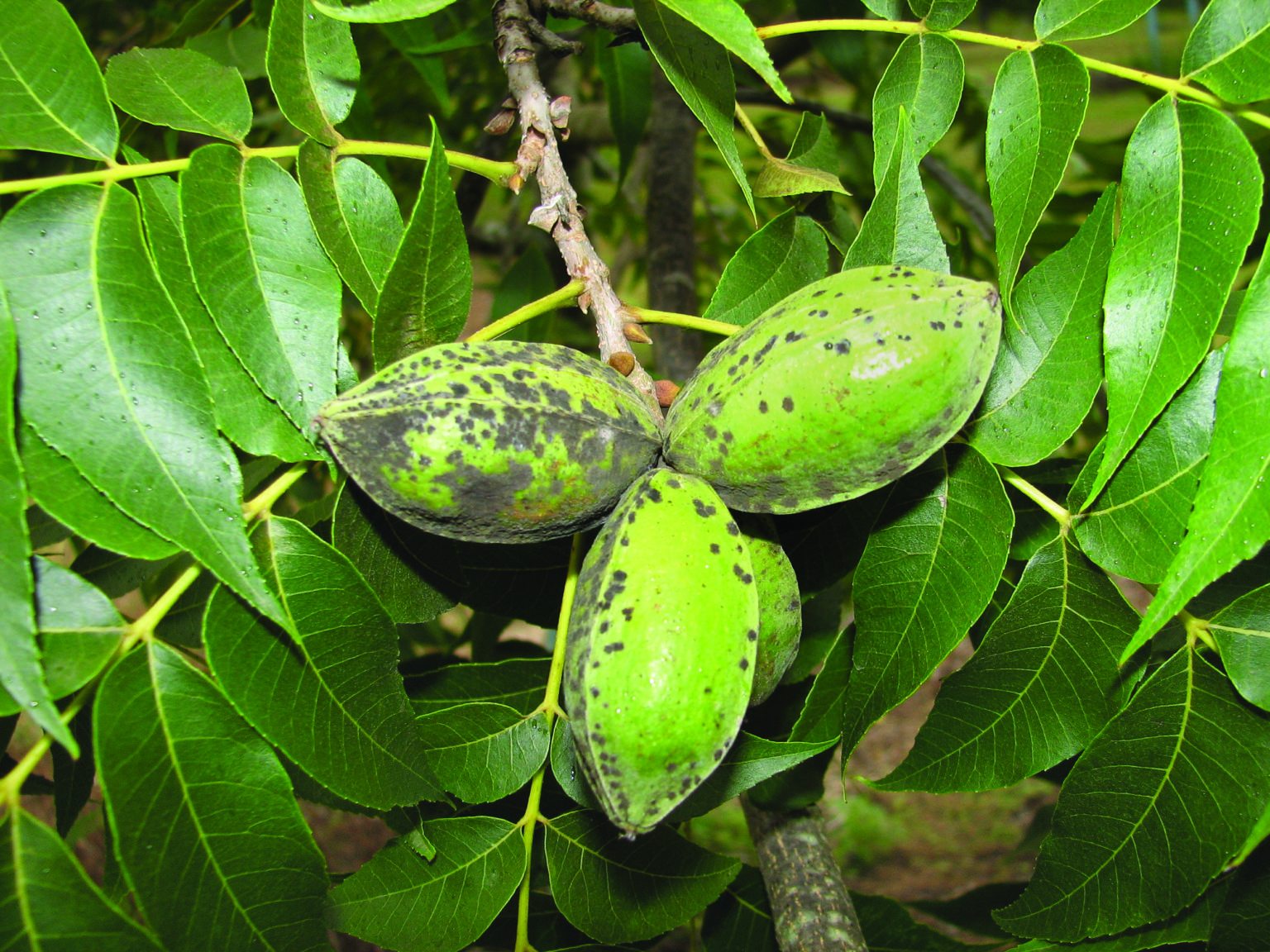 3 disease threats in Texas pecan - National Nut Grower