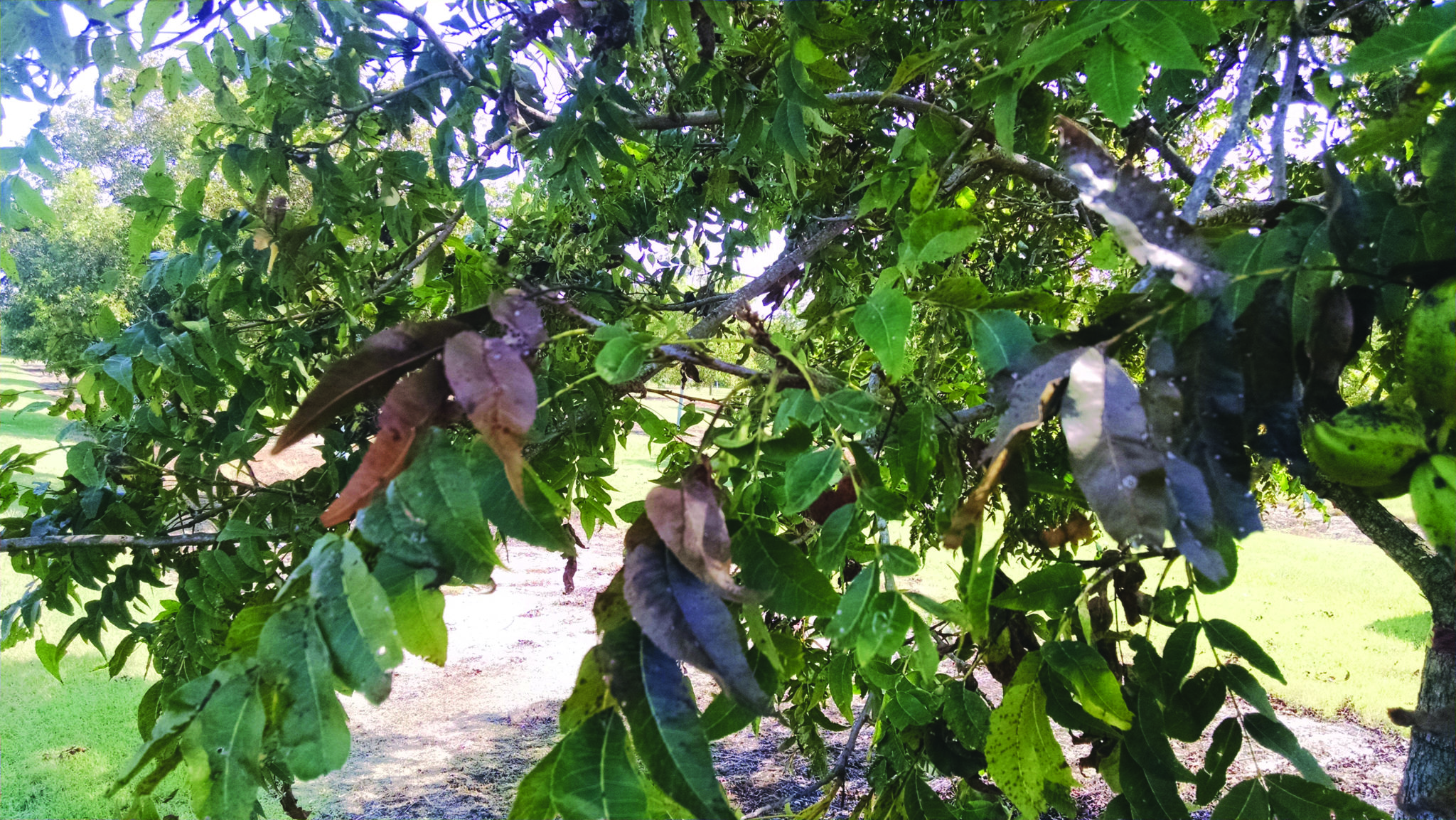 3 disease threats in Texas pecan - National Nut Grower