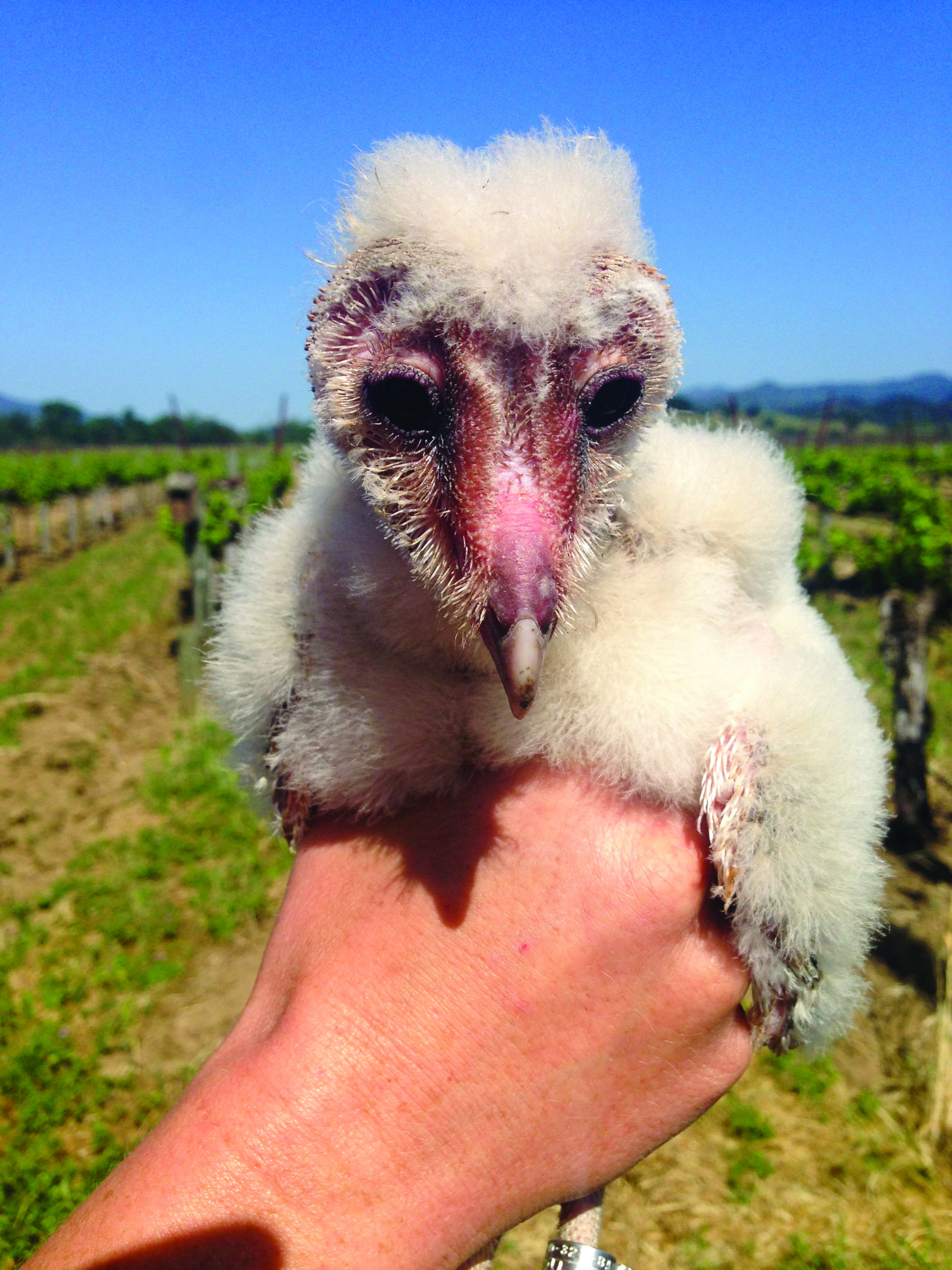 Barn owls for rodent control - National Nut Grower