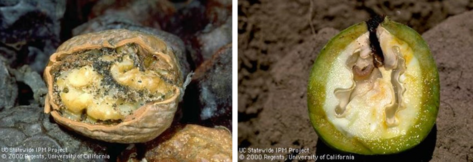In-season and postharvest management of navel orangeworm in walnut ...