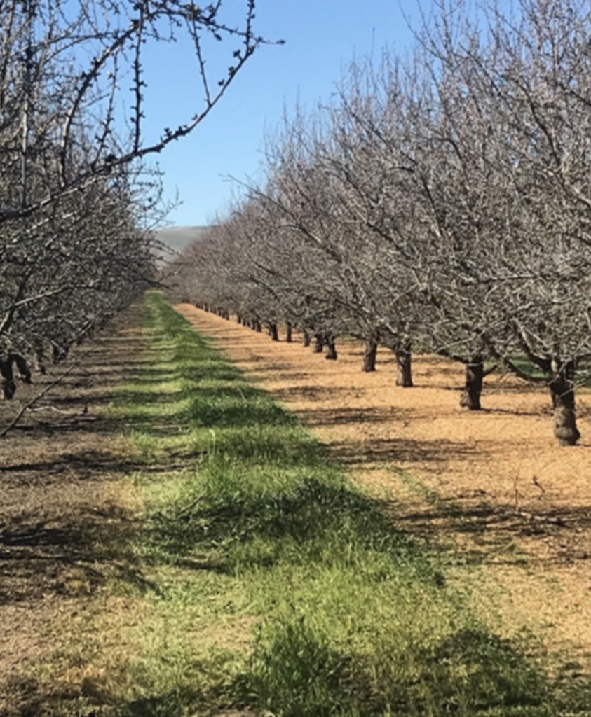 Management practices for improved water capture in almond - National ...