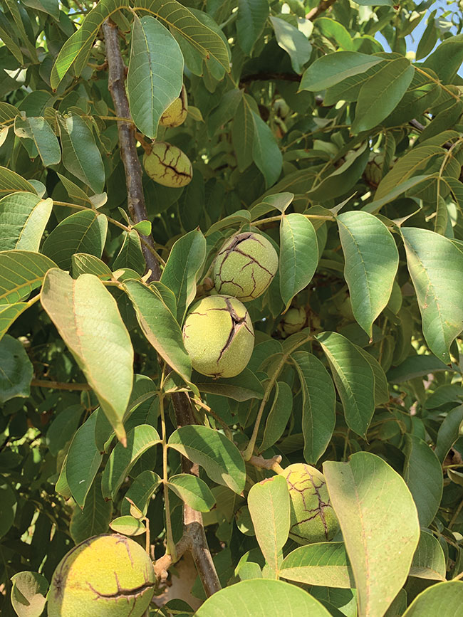 New varieties in pecan, almond and walnut - National Nut Grower