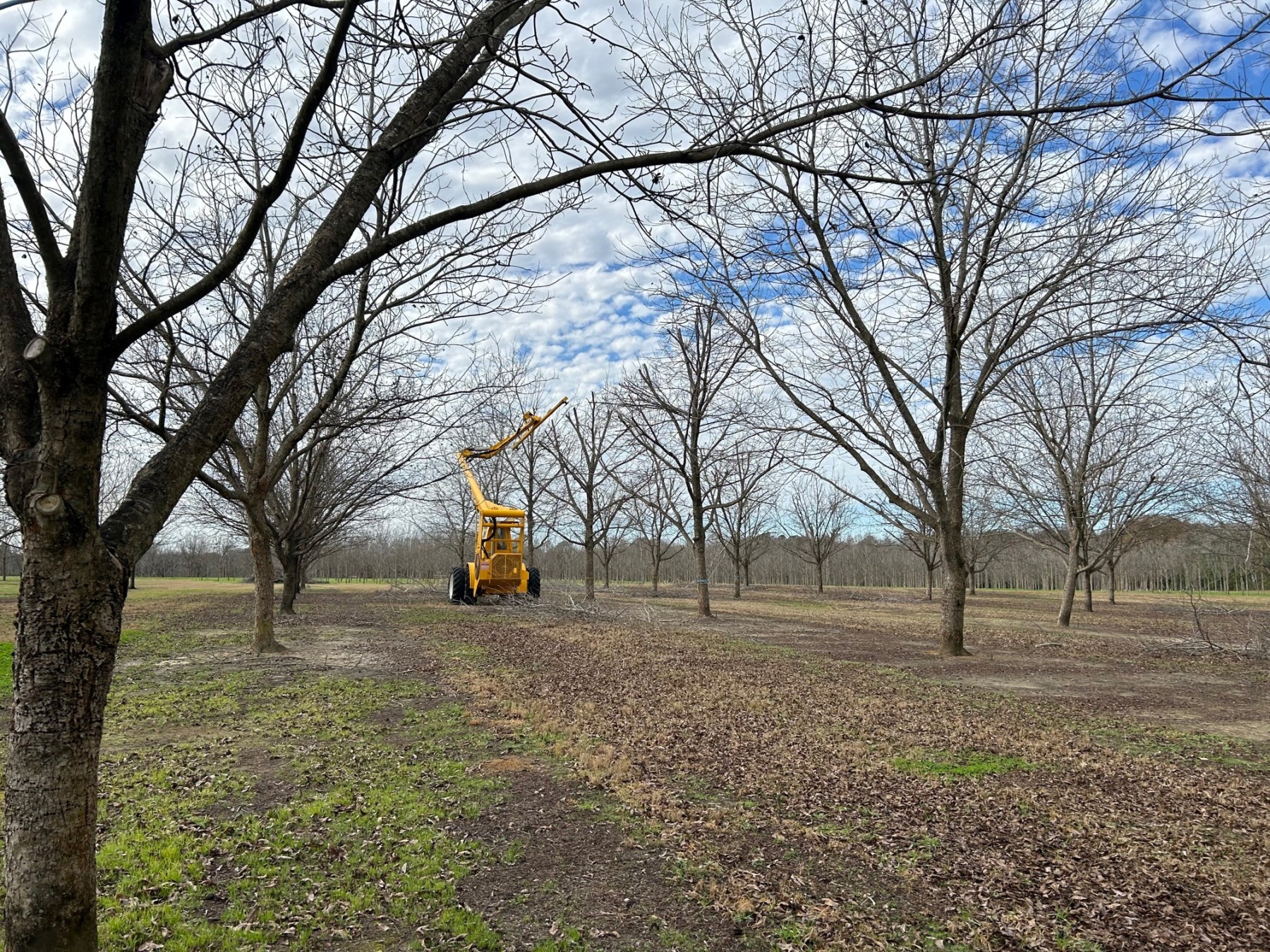 Hedging and shredding in pecan orchards - National Nut Grower