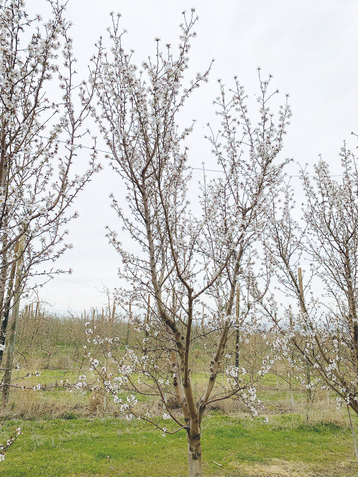 Almonds in Idaho - National Nut Grower