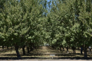 Almond growers brace for hull split according to latest crop report ...