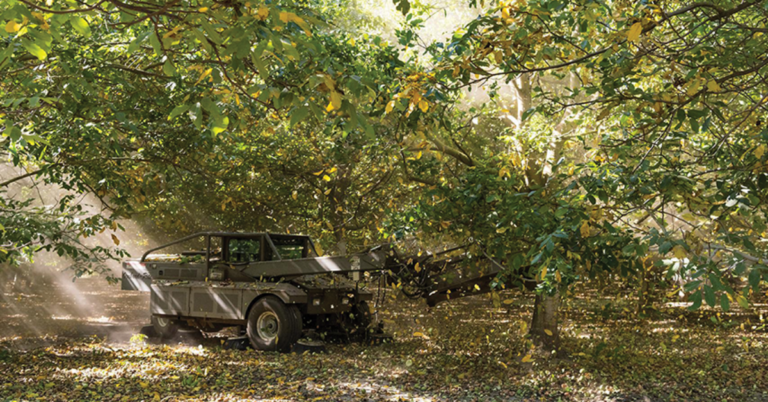 2023 Walnut Crops - National Nut Grower