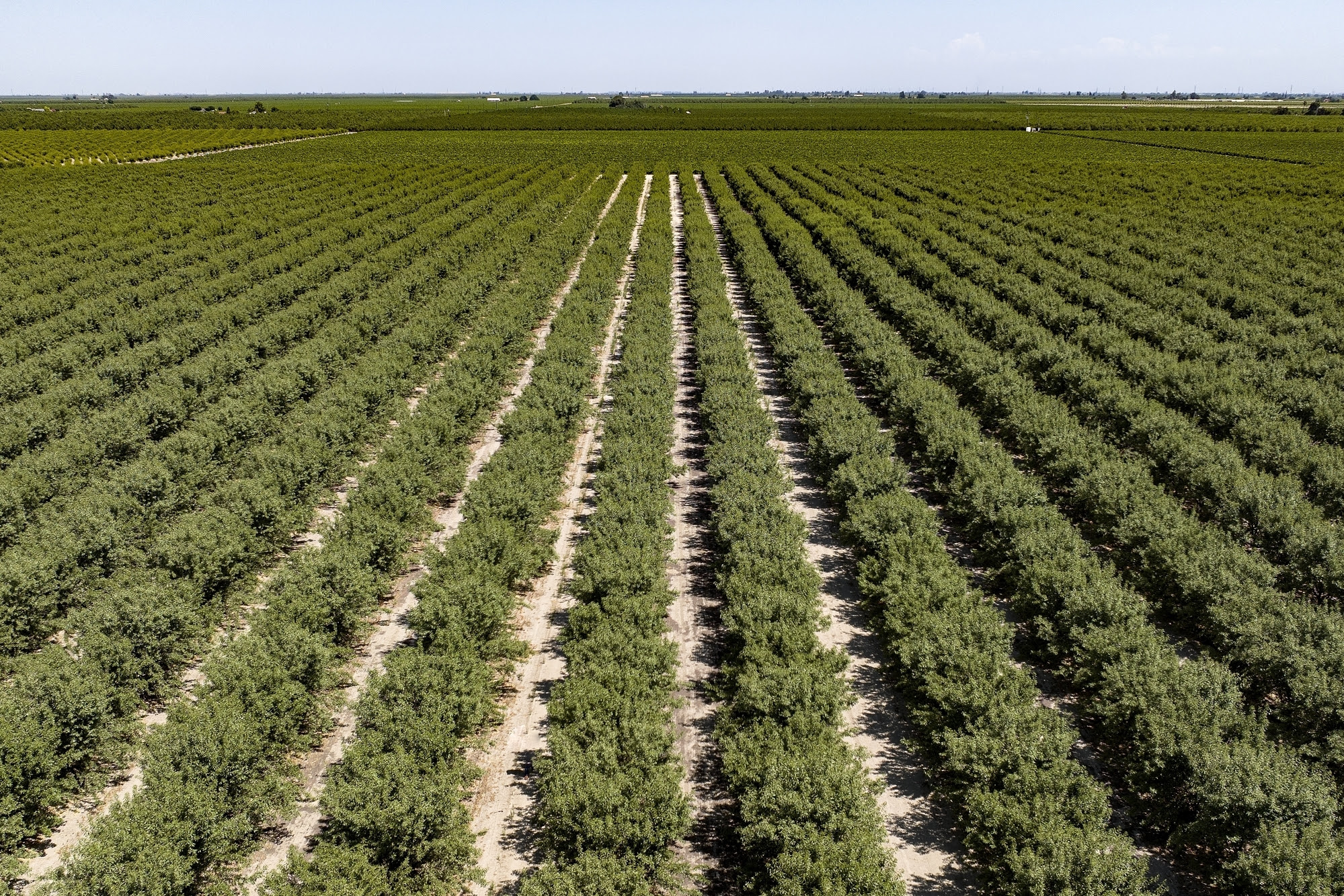 Blue Diamond reports on almond crop progress - National Nut Grower
