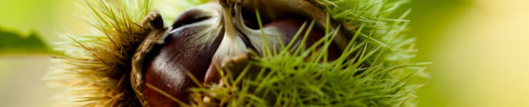 MSU hosting Chestnut Chat 2023 Summer Series - National Nut Grower