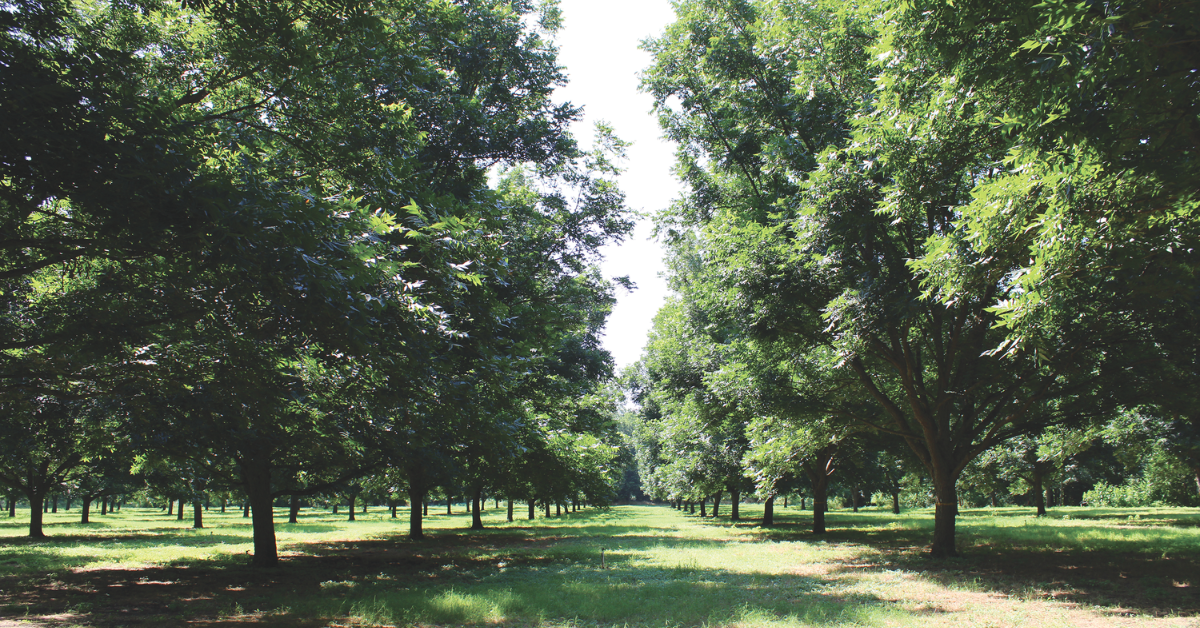 Swift River Pecans: regenerative pecan farming in Texas - National Nut ...