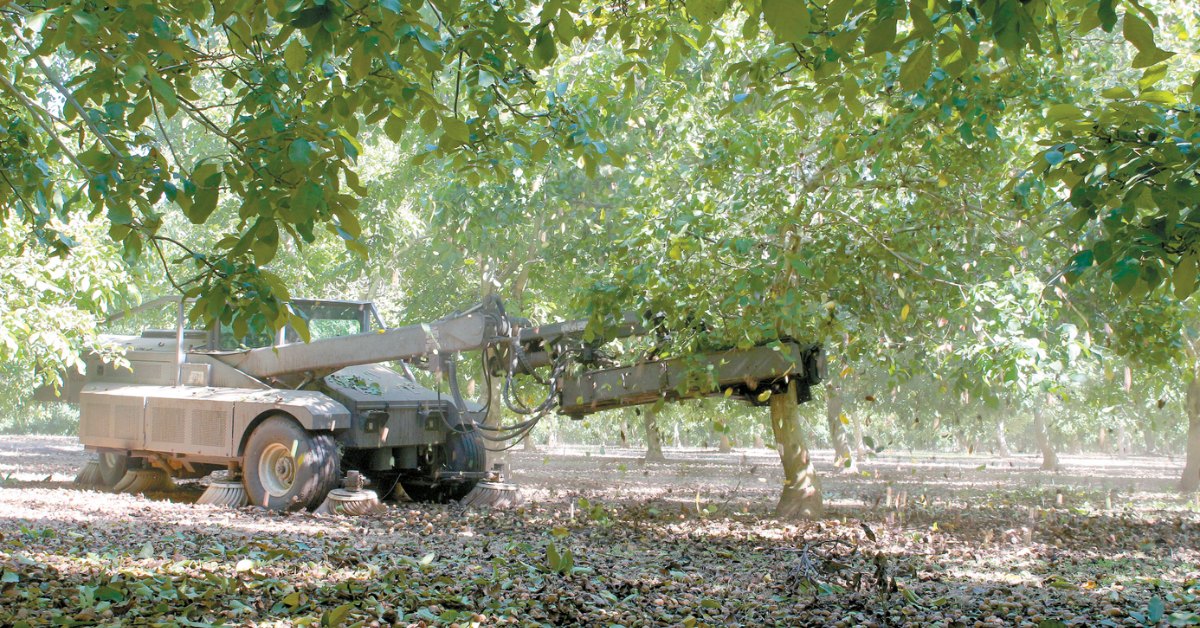 California walnut crop forecast up 18% in 2025 - National Nut Grower