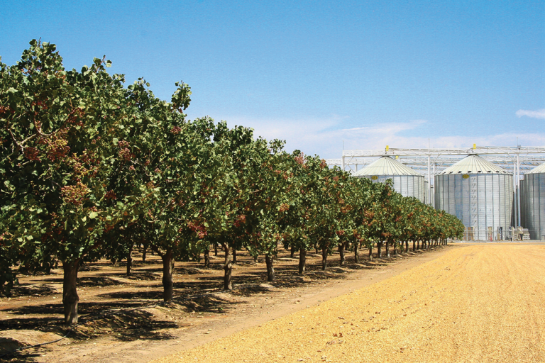 Setton Farms grows reach with sustainable pistachio production ...