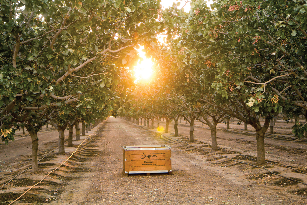 Setton Farms grows reach with sustainable pistachio production ...