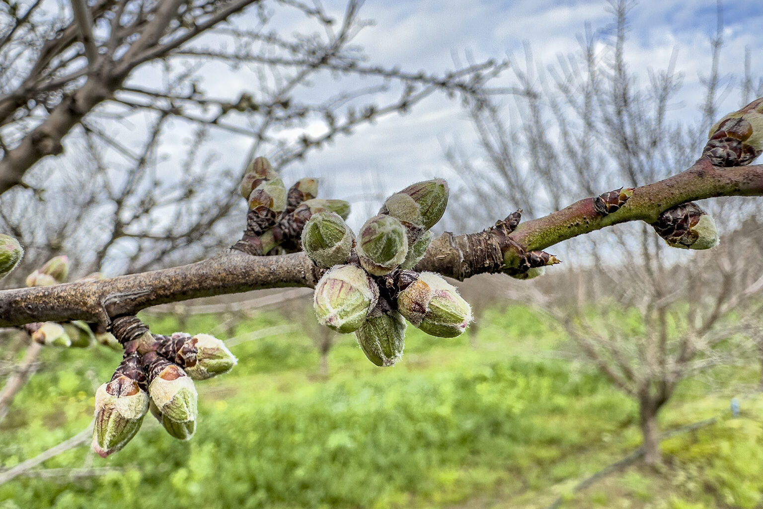 Blue Diamond Growers releases almond crop progress report - National ...