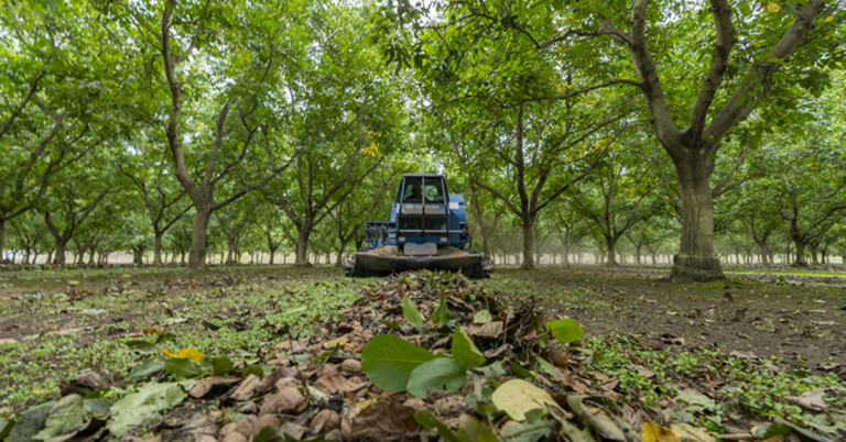 In-depth review of the 2024 tree nut industry outlook- National Nut Grower