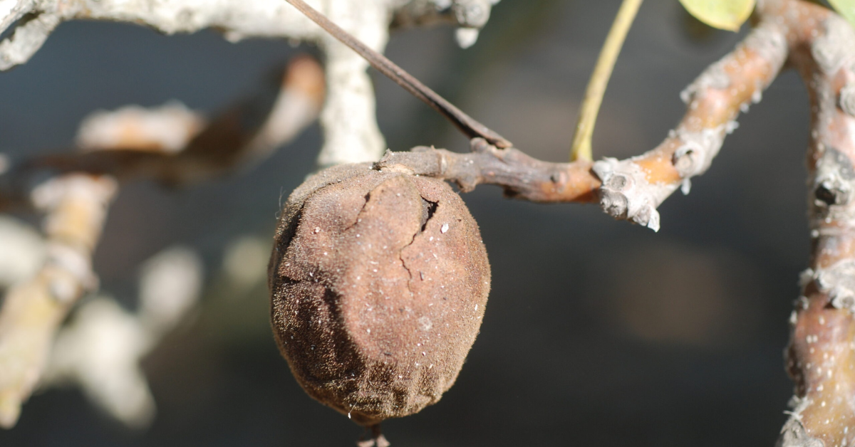 Exploring blight phase of Botryosphaeria diseases in nut crops - National Nut Grower
