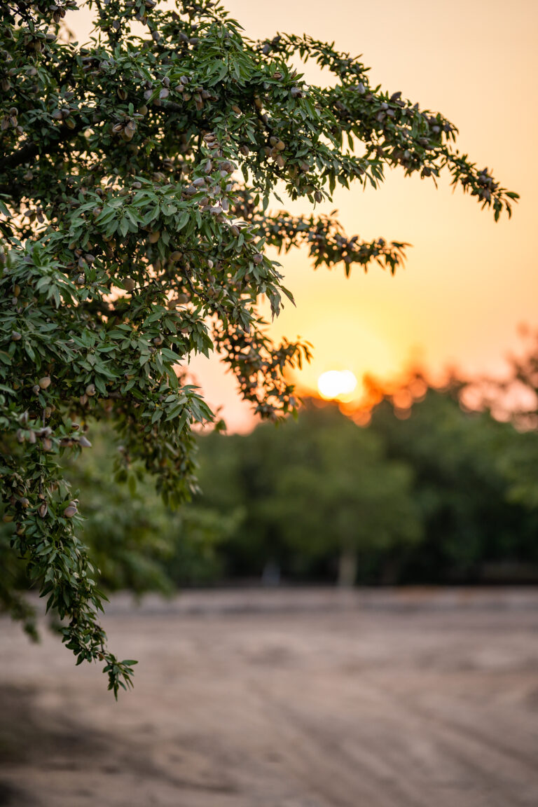 Maximize your inputs with proper almond hull split timing - National ...