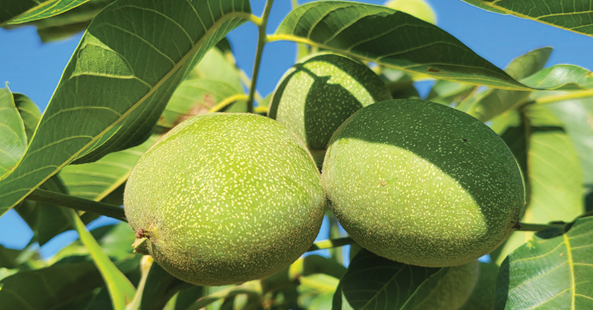 Butte County Walnut Variety Trial update offers data insights ...