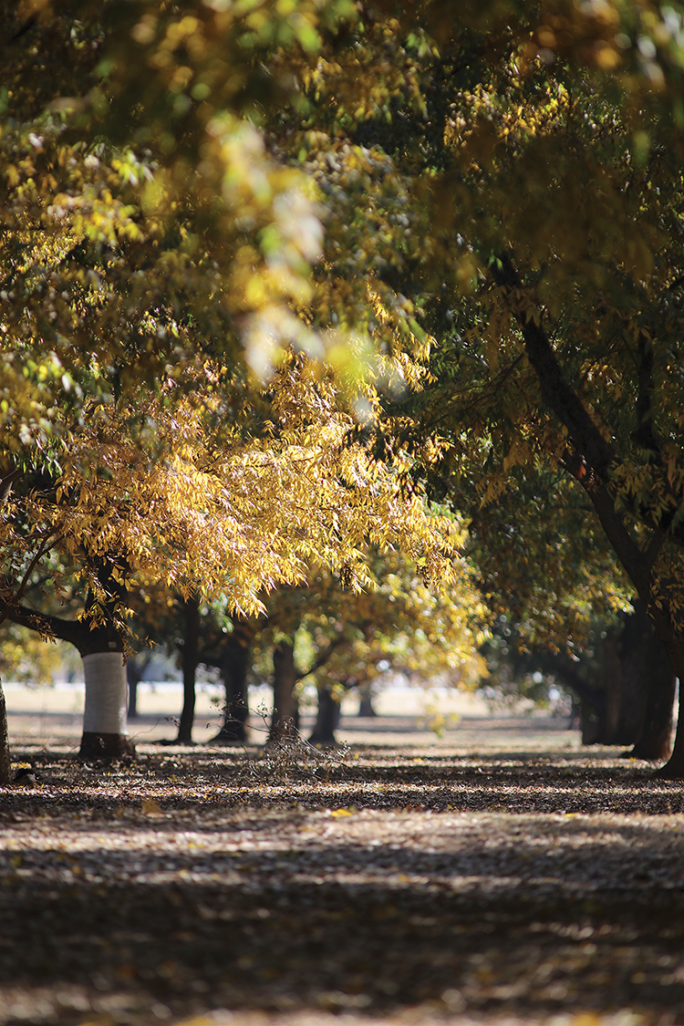 Pearson Farm offers a generational pecan legacy - National Nut Grower