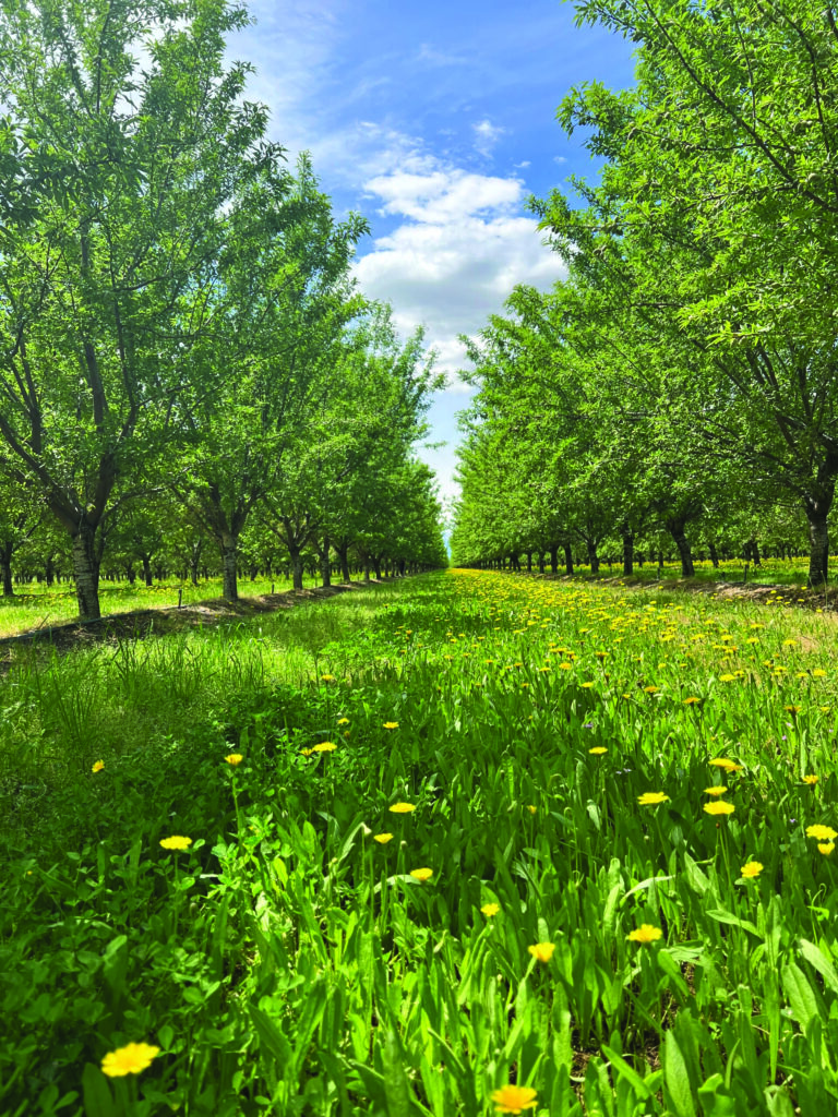 Baugher Ranch Organics Marks 40 Years of Almond Success - National Nut ...