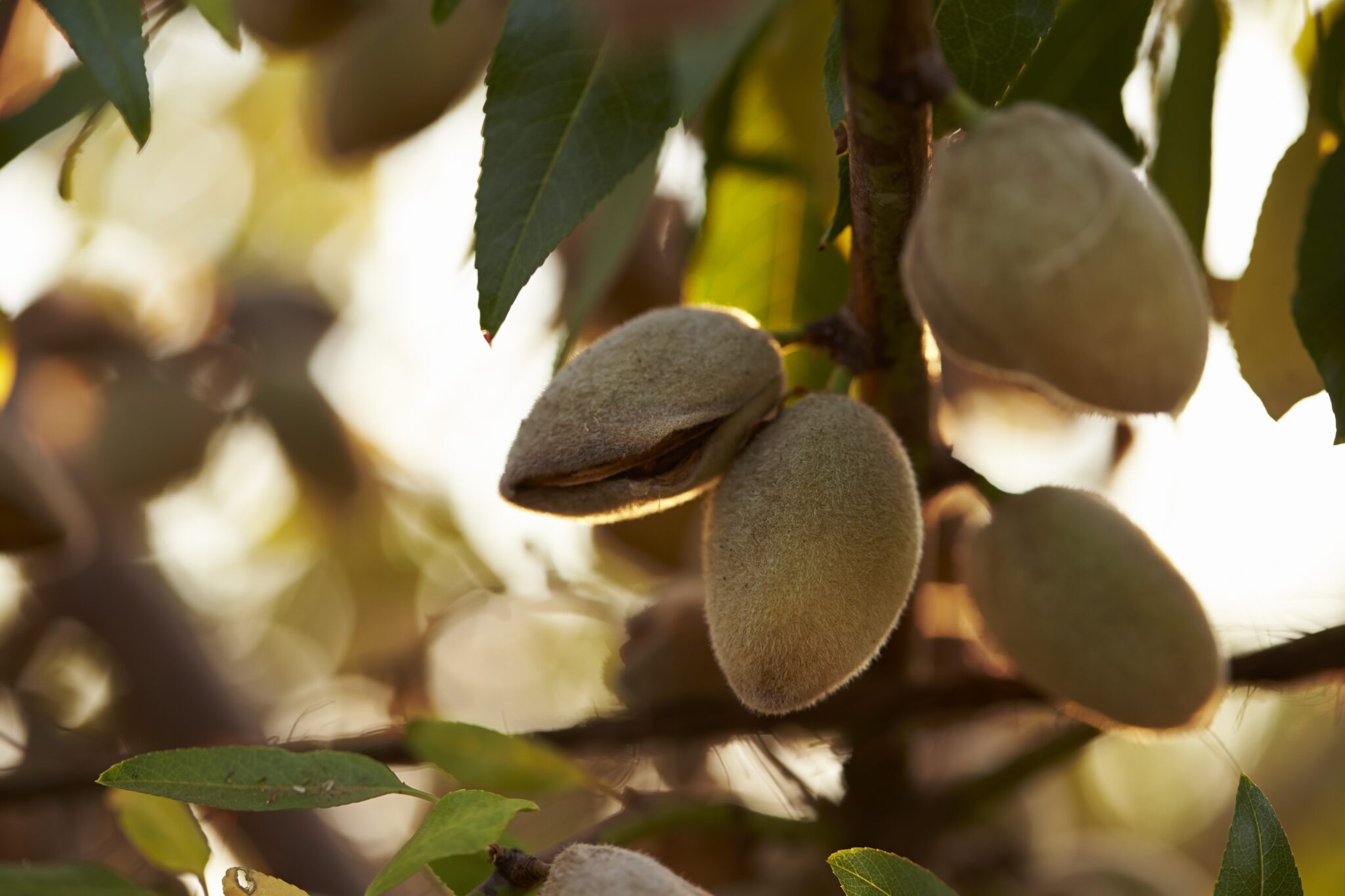 California Almond Acreage Drops for Third Consecutive Year - National ...