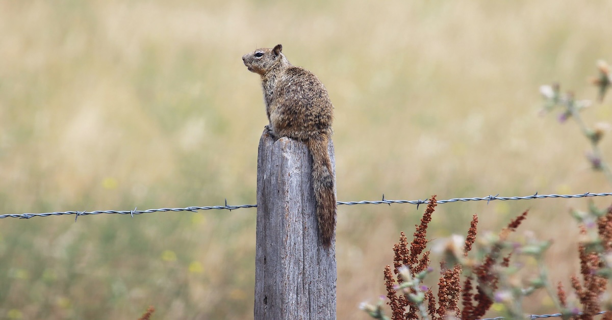 Rodent control in tree nut orchards, vineyards and fields - National ...