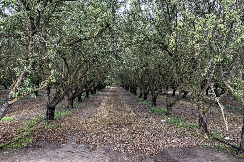 Blue Diamond’s final 2025 almond crop report - National Nut Grower