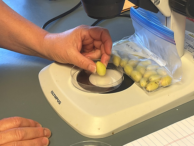 Breakthroughs in preventing pistachio hull split - National Nut Grower