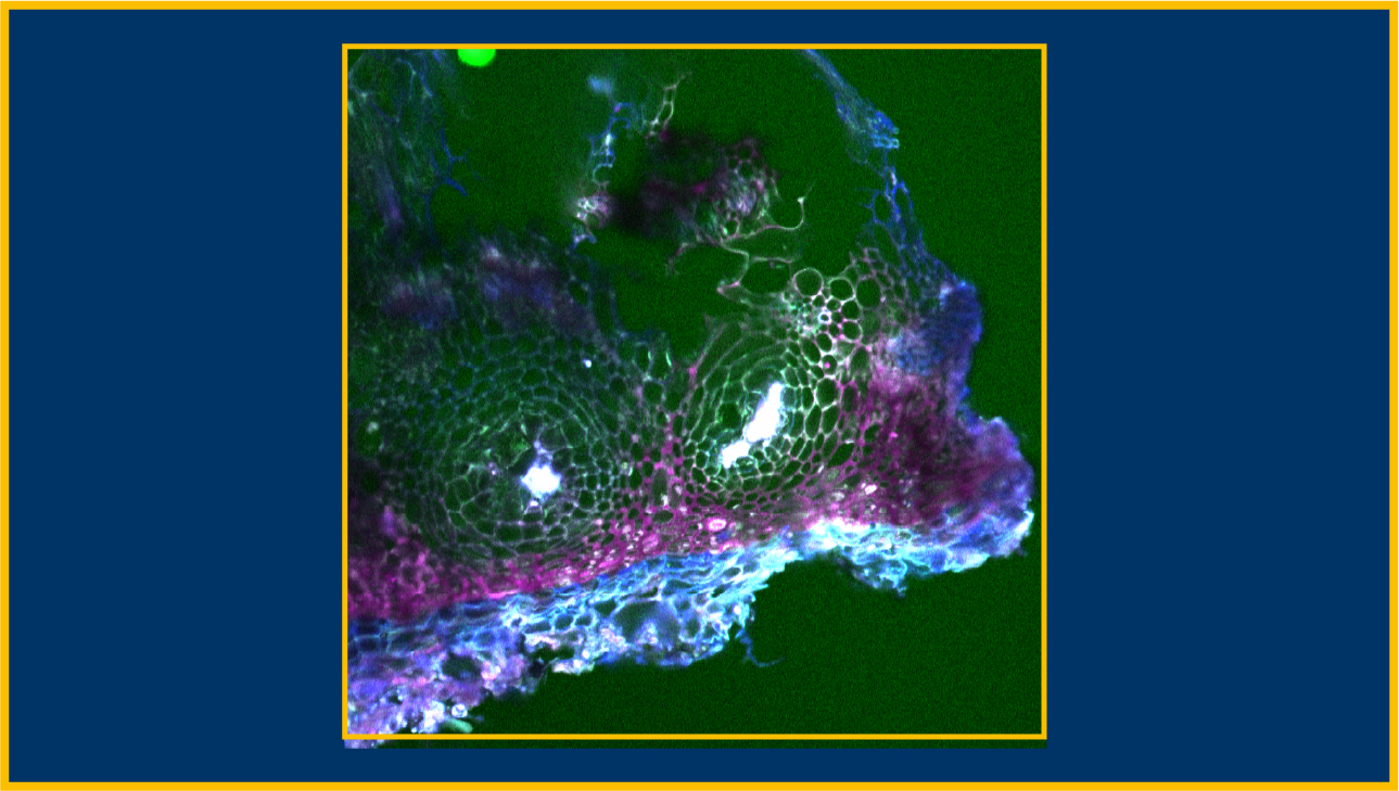 Breakthroughs in preventing pistachio hull split - National Nut Grower