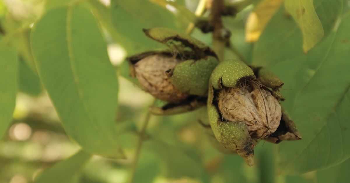 Study shows oven drying preserves walnut quality - National Nut Grower