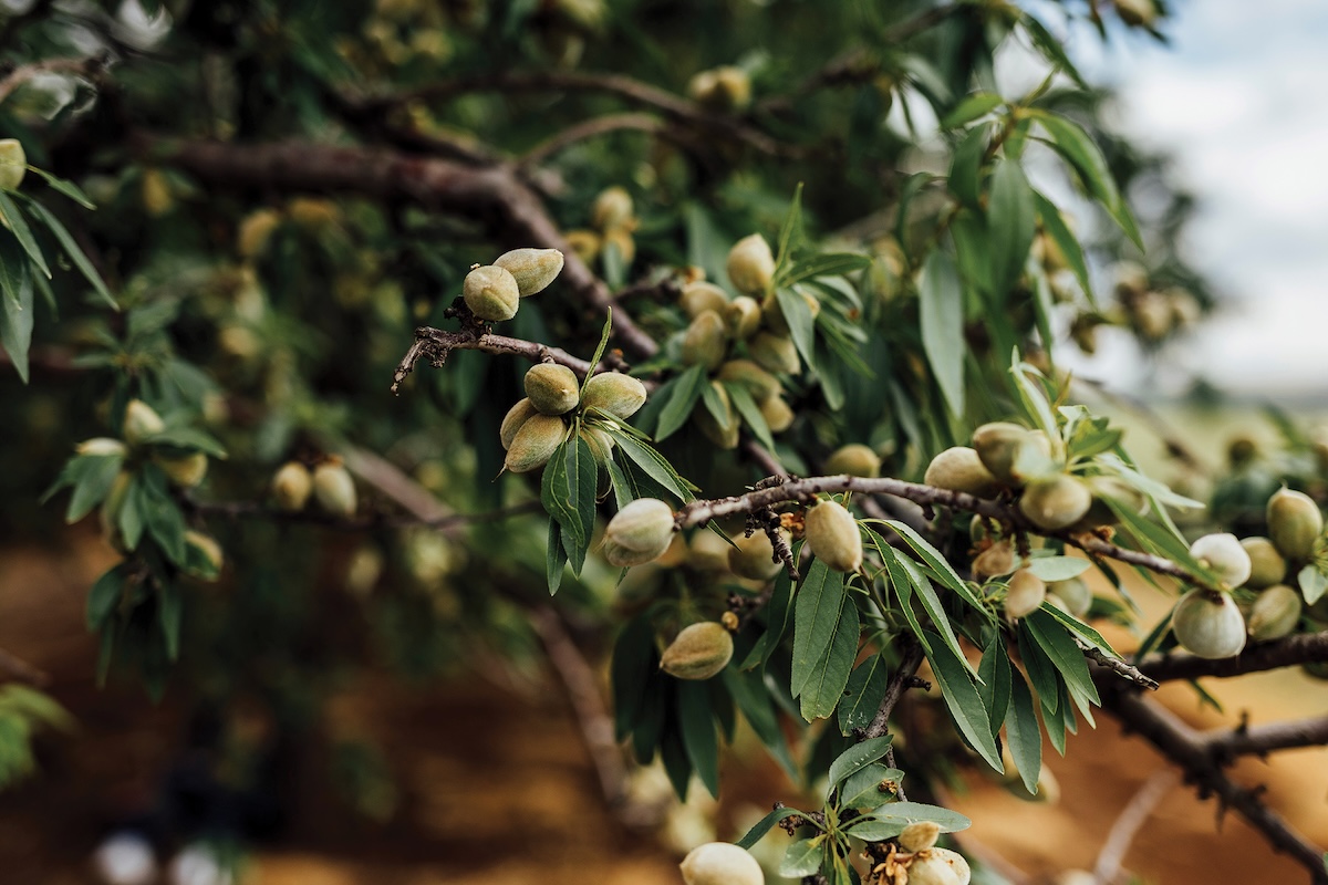 Almond Board of California board ends USDA Objective Report - National ...