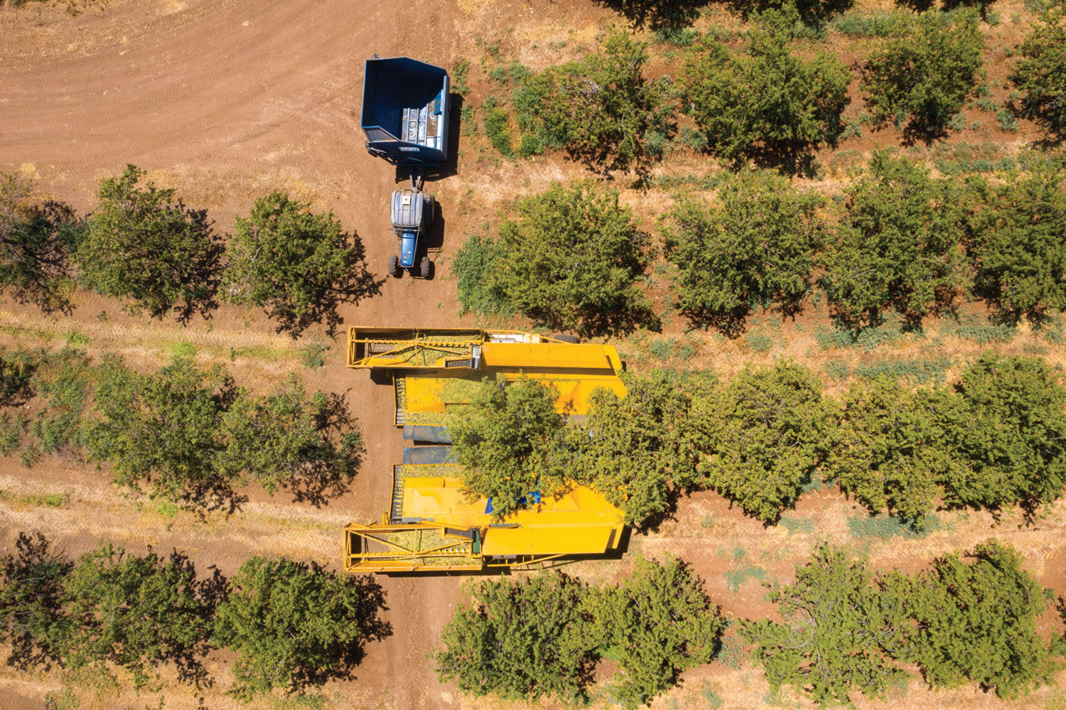 Blue Diamond Forecasts 2026 California Almond Crop at 2.69 Billion ...